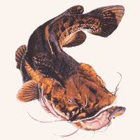 Lake Butler – Fishing Lake Ohio